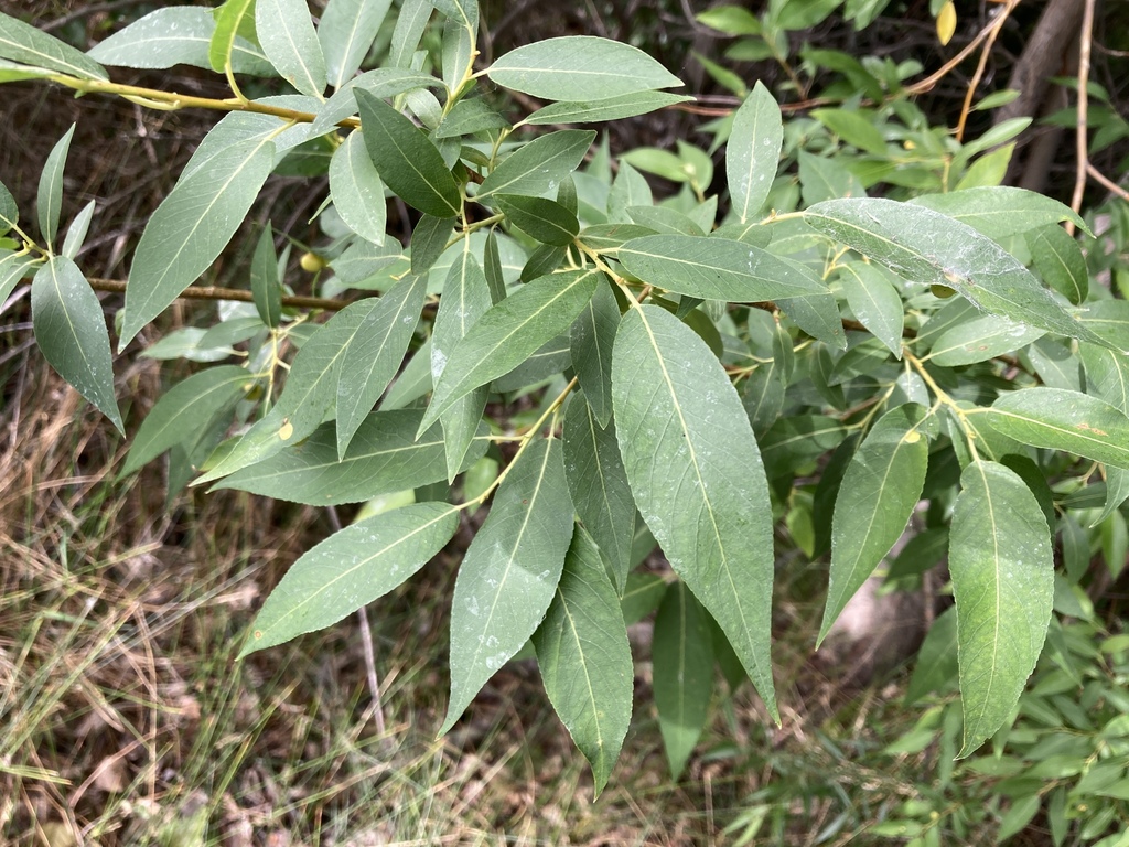 mackenzie's willow (Salix prolixa) - Botanical Realm