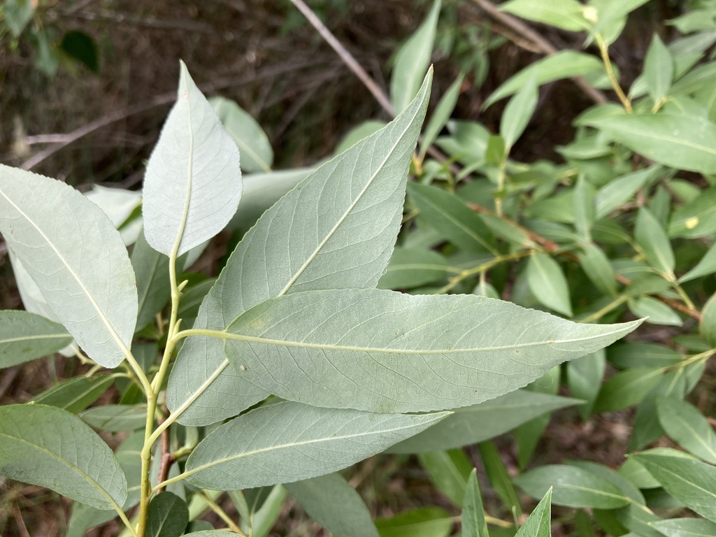 mackenzie's willow (Salix prolixa) - Botanical Realm