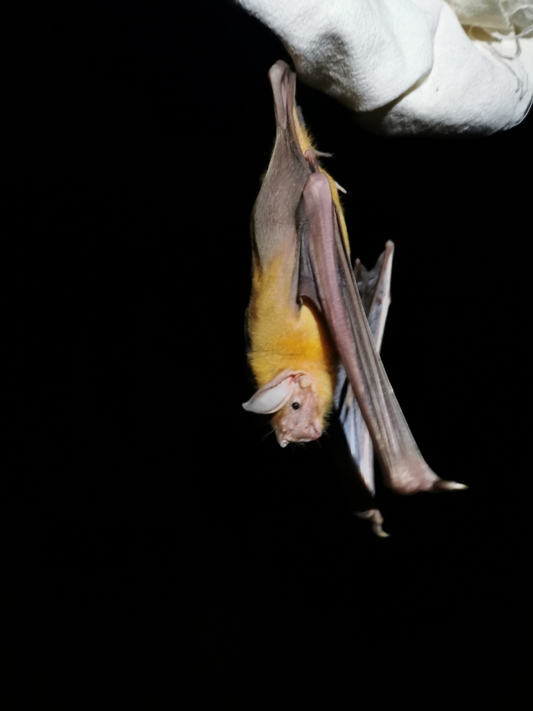 Bulldog Bats (Noctilio) - Know Your Mammals