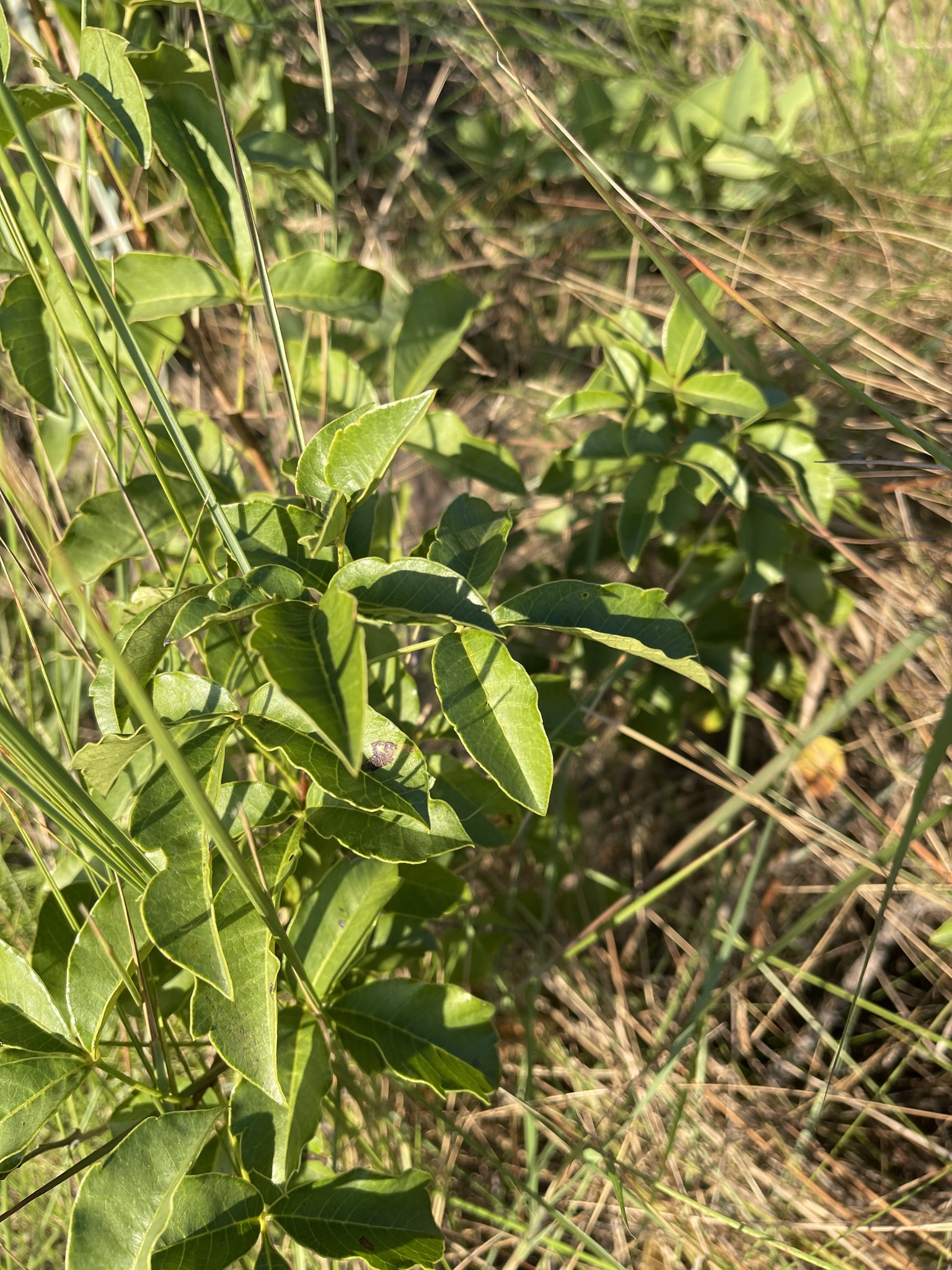Searsia carnosula (Schönland) Moffett