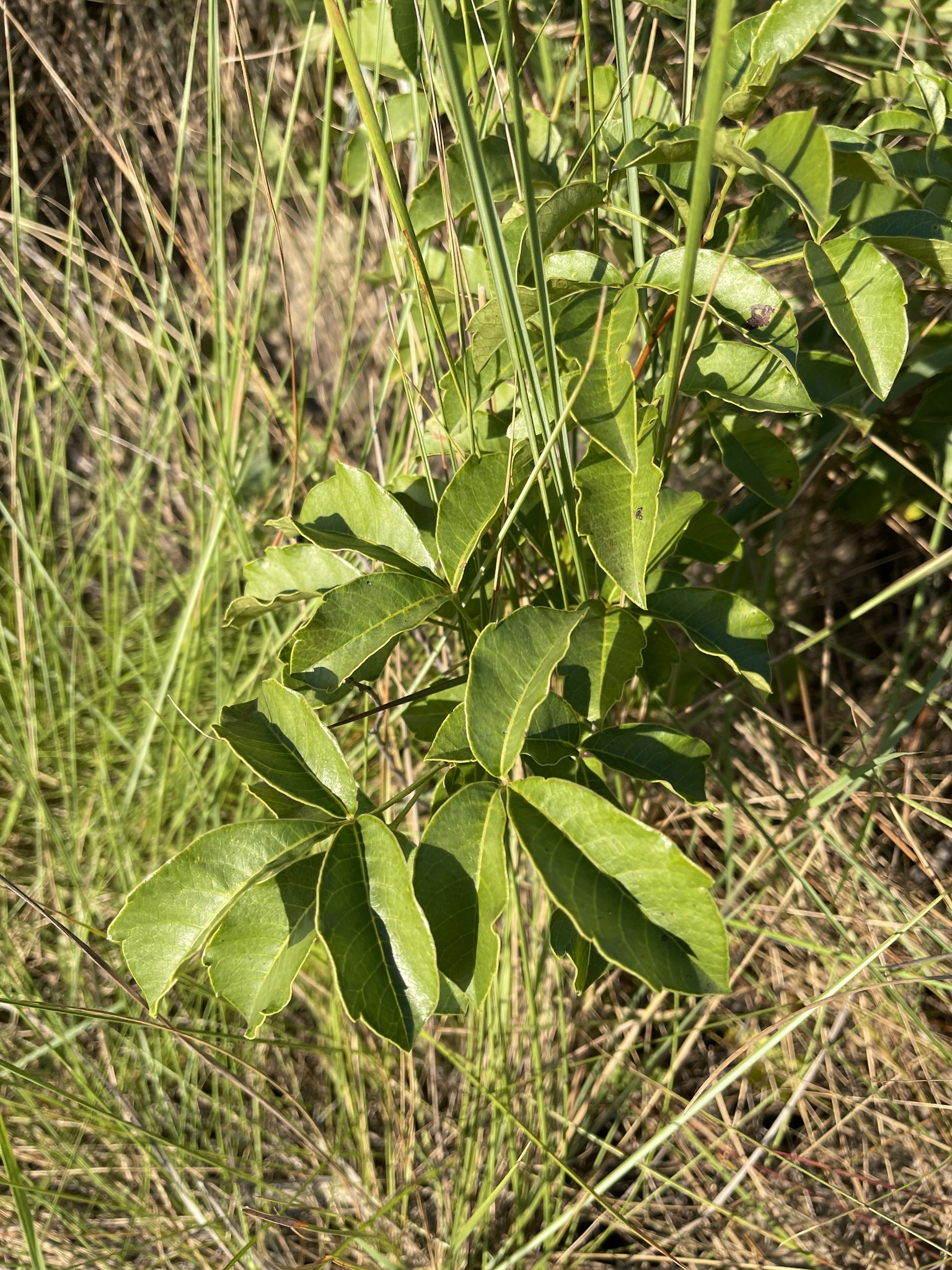 Searsia carnosula (Schönland) Moffett