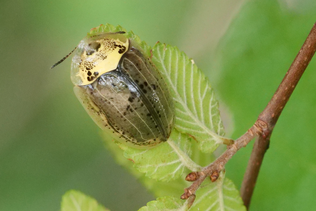 Wild Olive Tortoise Beetle from 3301 S International Blvd FM 1015 ...