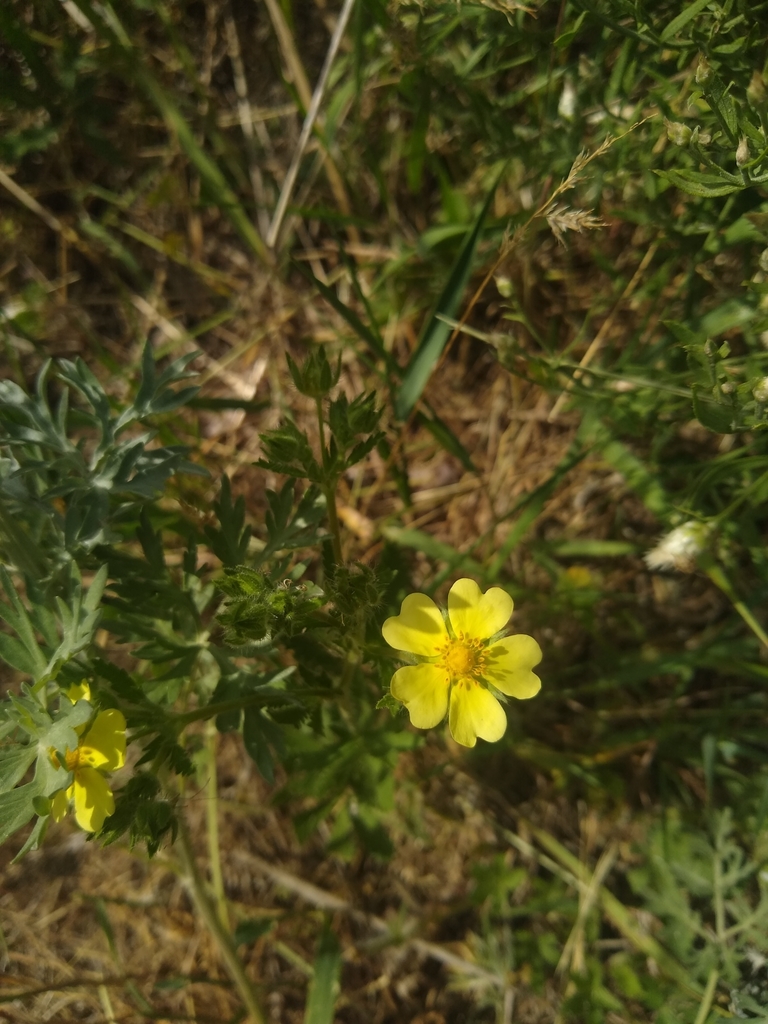 cinquefoils from Spokane Valley, WA 99216, USA on June 19, 2021 at 02: ...