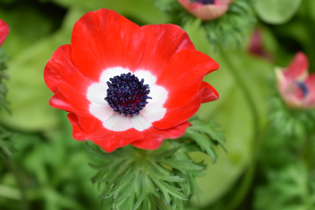 poppy anemone (PCN CAMPUS BIODIVERSITY GUIDE) · iNaturalist