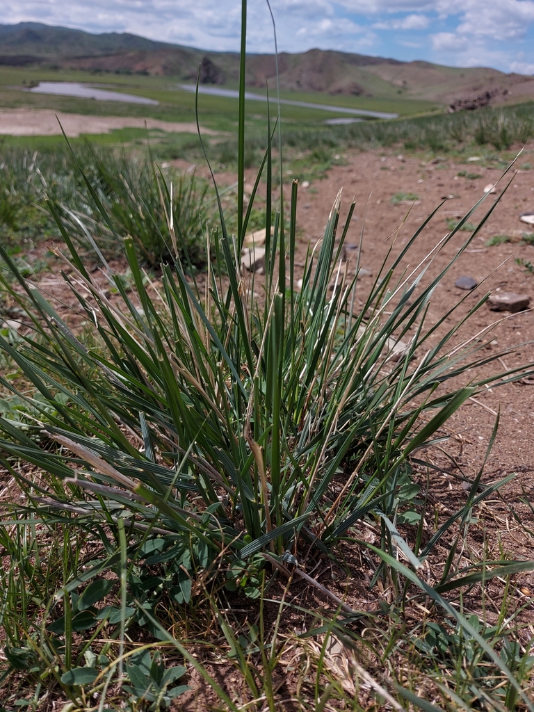 Chee grass from Töv, MN on June 16, 2021 at 06:54 AM by indramn ...