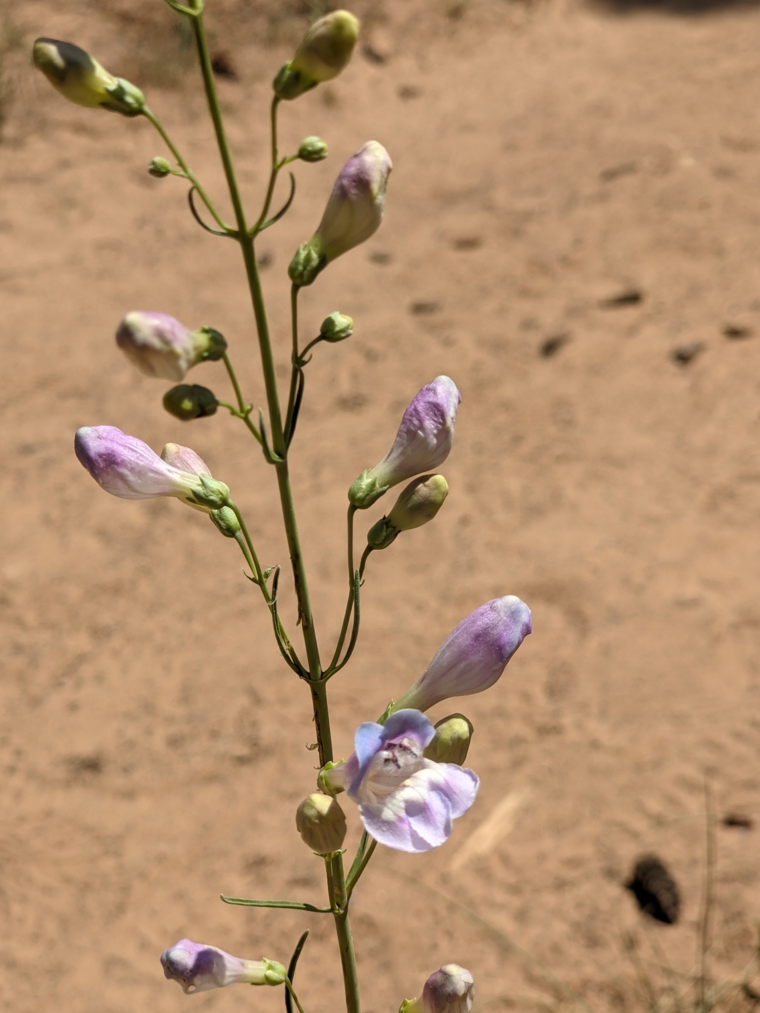 Penstemon comarrhenus A.Gray