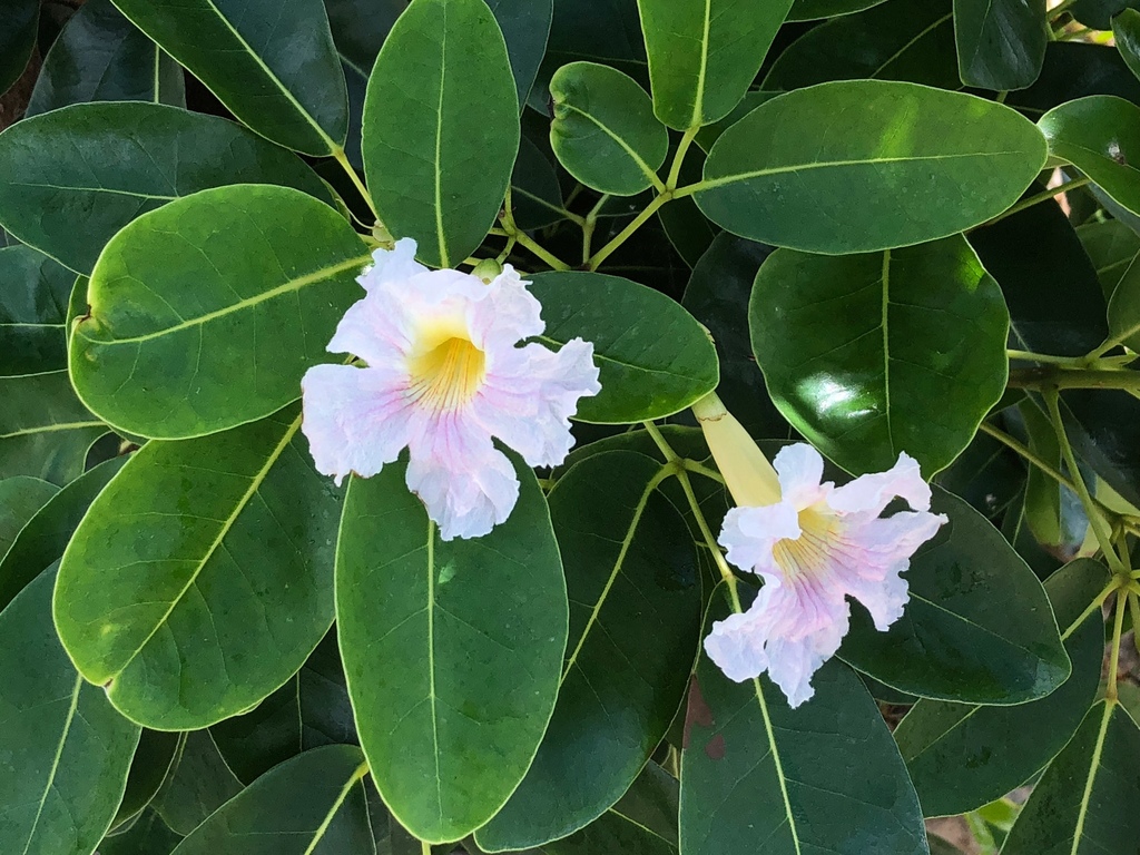 Pink Trumpet-tree (Tabebuia heterophylla) - Botanical Realm
