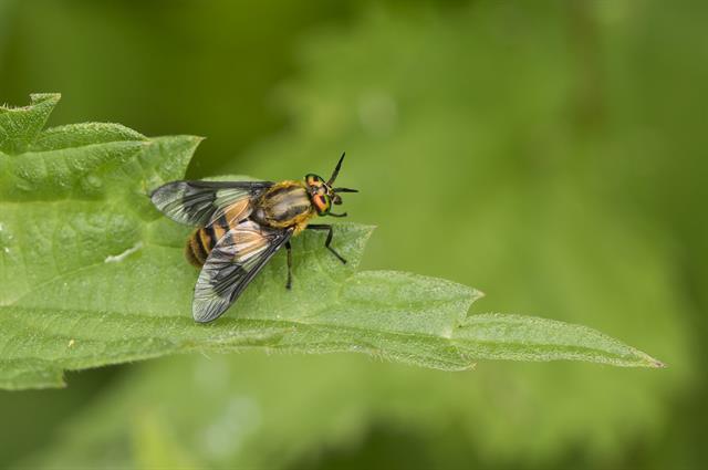 deer flies (GTM Research Reserve Arthropod Guide) · iNaturalist