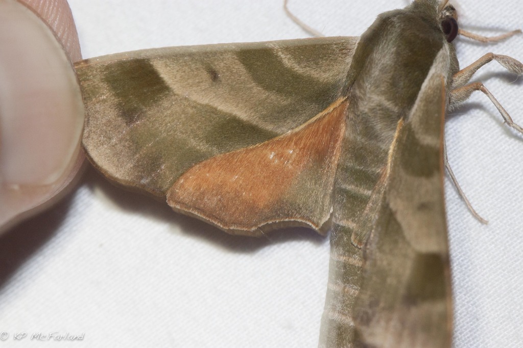 Virginia Creeper Sphinx Moth (GTM Research Reserve Arthropod Guide ...