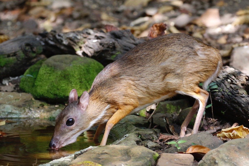 Ruminants (Ruminantia) - Know Your Mammals