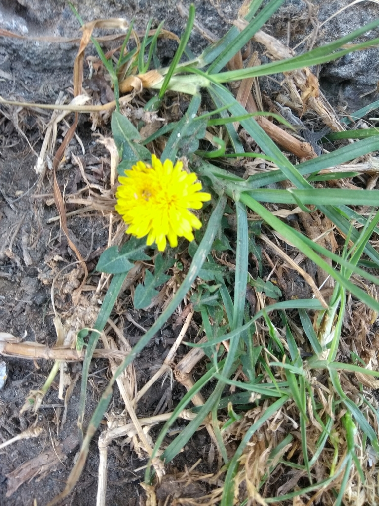 common dandelion from Cholula 2, San Diego Cuachayotla, 72766 Cholula ...