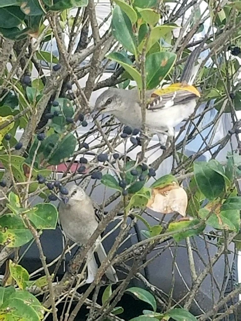 Northern Mockingbird from Huntsville, AL, USA on February 23, 2018 at ...