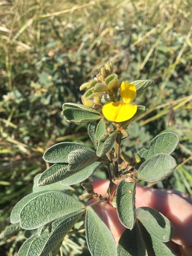 Cajanus confertiflorus · iNaturalist Mexico