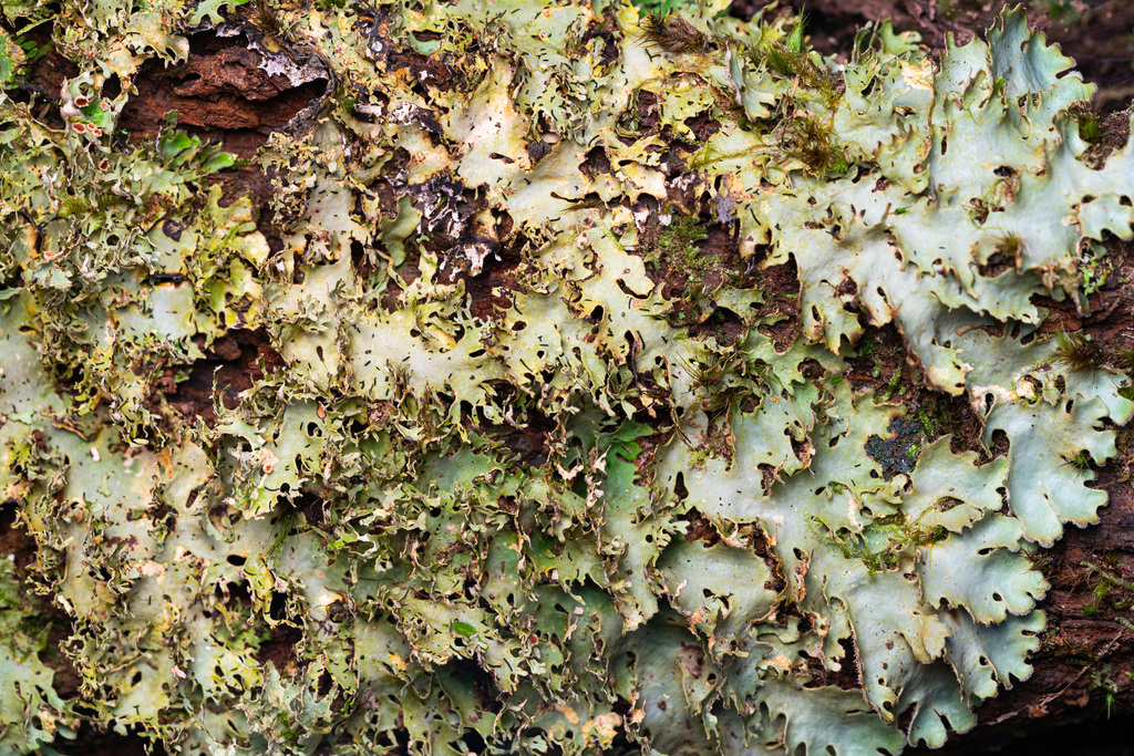 Lobariaceae from Canala, New Caledonia on May 29, 2021 at 02:10 PM by ...