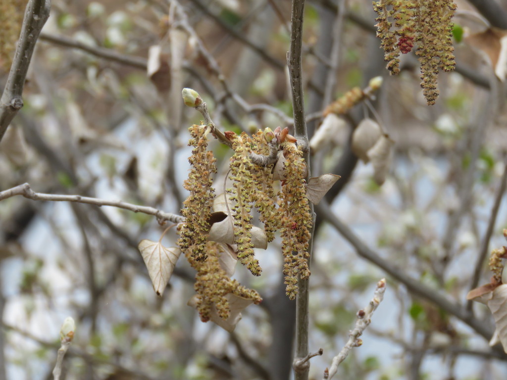 white poplar from Catorce, S.L.P., México on February 03, 2018 at 01:51 ...