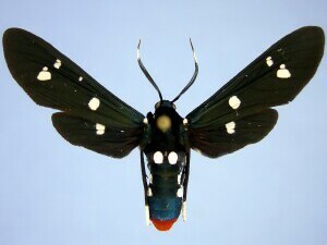 Polka-Dotted Wasp Moth (GTM Research Reserve Arthropod Guide) · iNaturalist