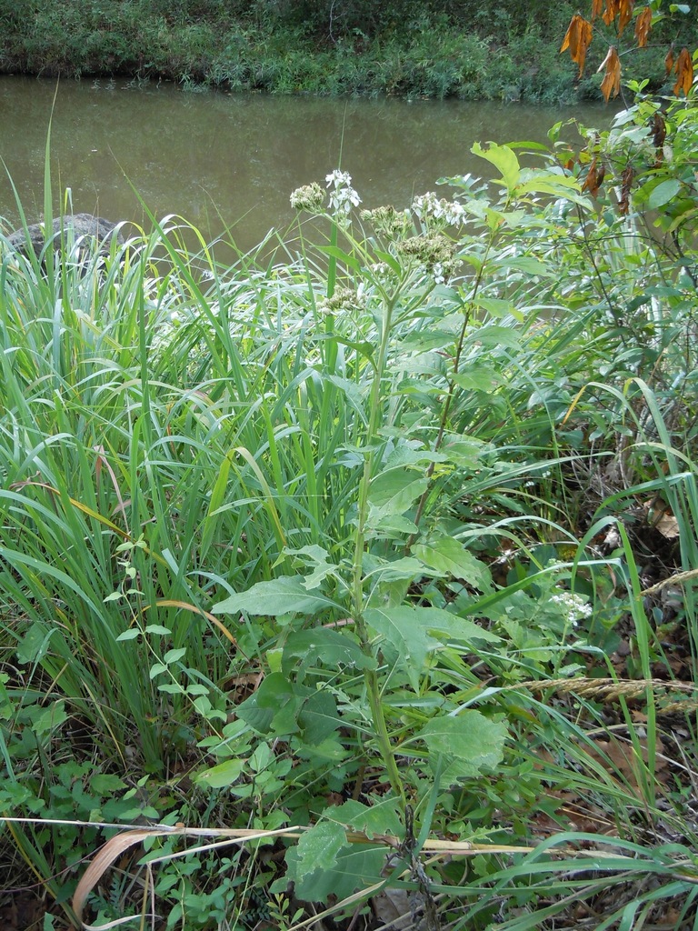 frostweed from Latimer County, OK, USA on September 24, 2011 at 10:35 ...
