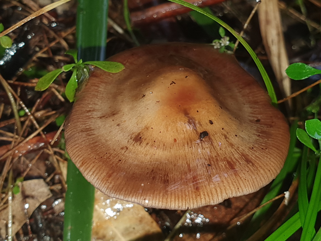 Thaxterogaster submagellanicus from Mooney Mooney Creek NSW 2250 ...