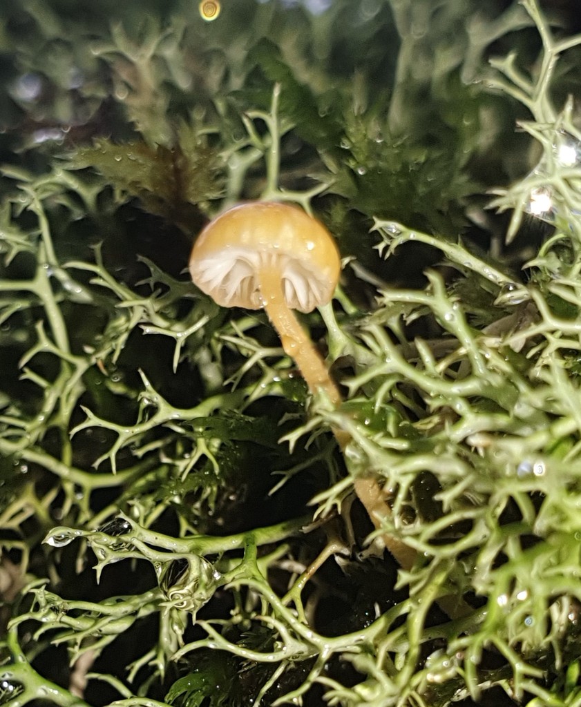 Mosscap from Mooney Mooney Creek NSW 2250, Australia on June 20, 2021 ...