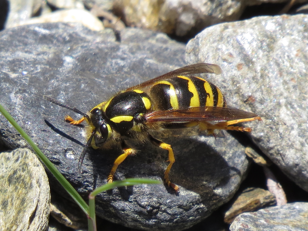 Tree Wasp from Granada, Spain on May 07, 2021 at 02:08 PM by Simon ...