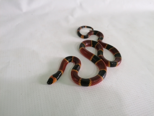 Variable Coralsnake (Micrurus diastema) - Snakes and Lizards