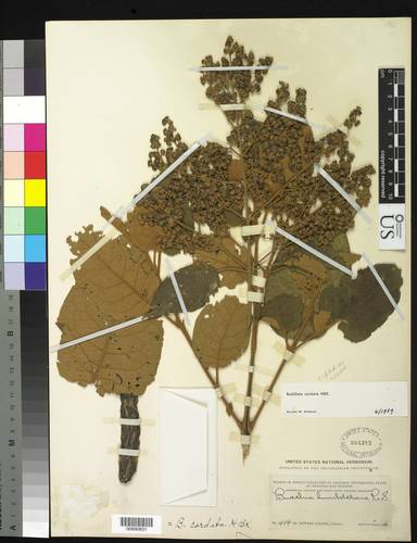 Buddleja acuminata · iNaturalist