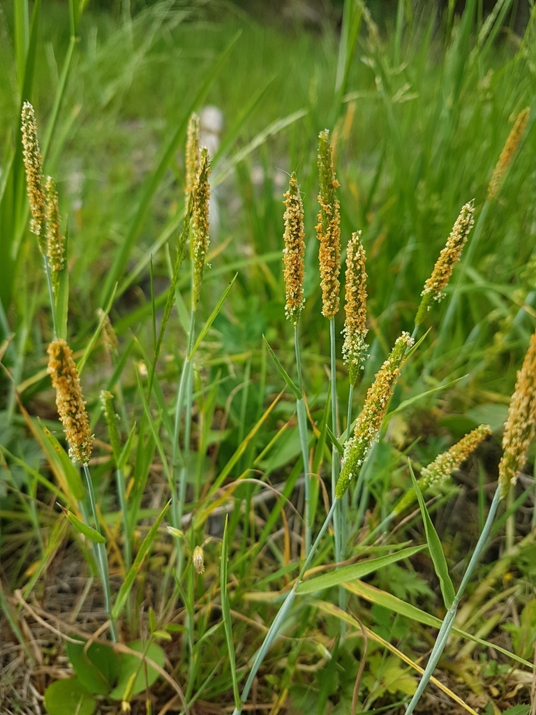 short-awn foxtail (Alopecurus aequalis) - Botanical Realm