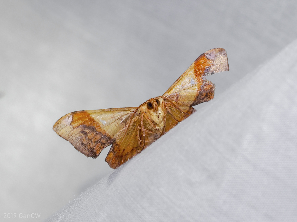 Ennominae from Pulau Ubin, Singapore on August 31, 2019 at 10:58 PM by ...