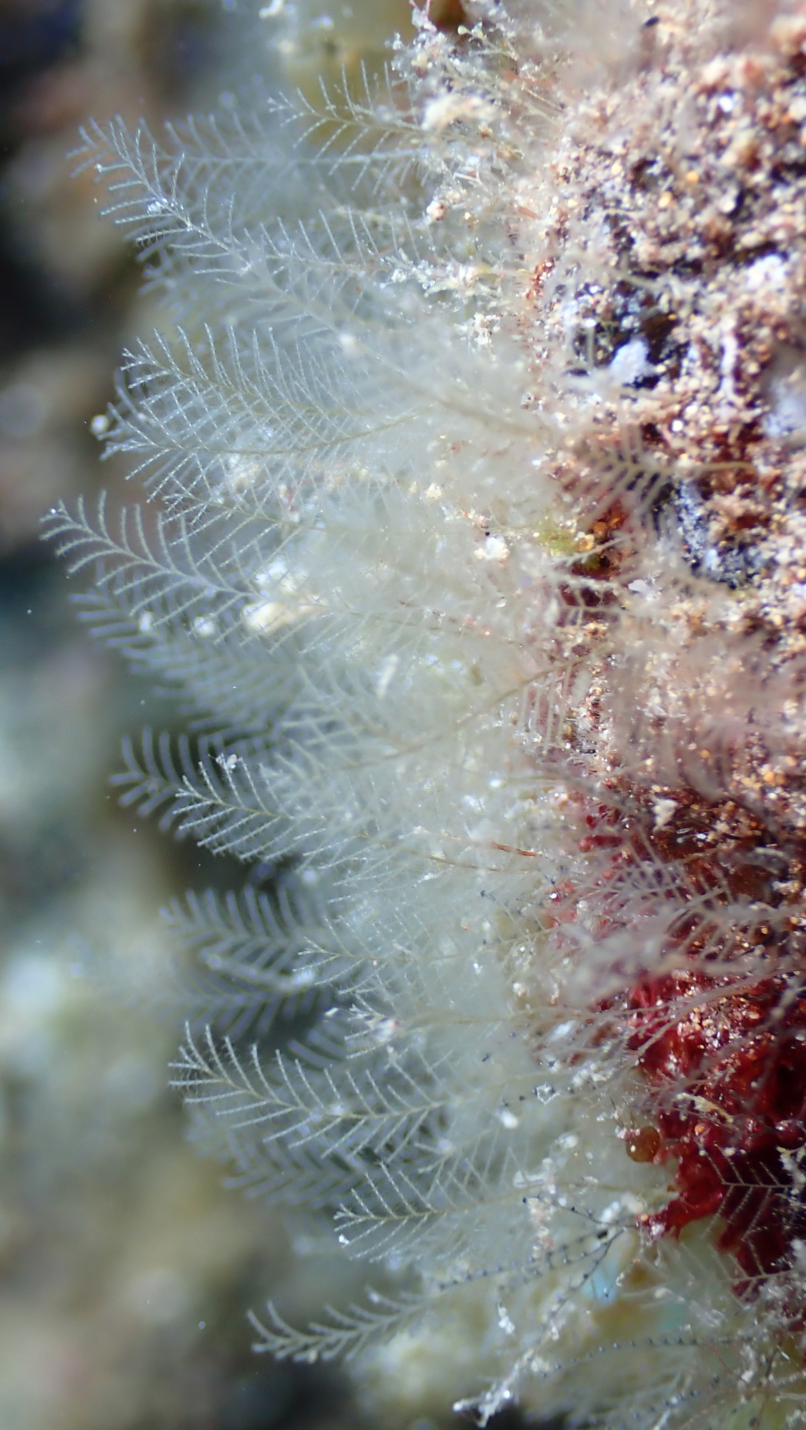 Aglaophenia pluma (Linnaeus, 1758)