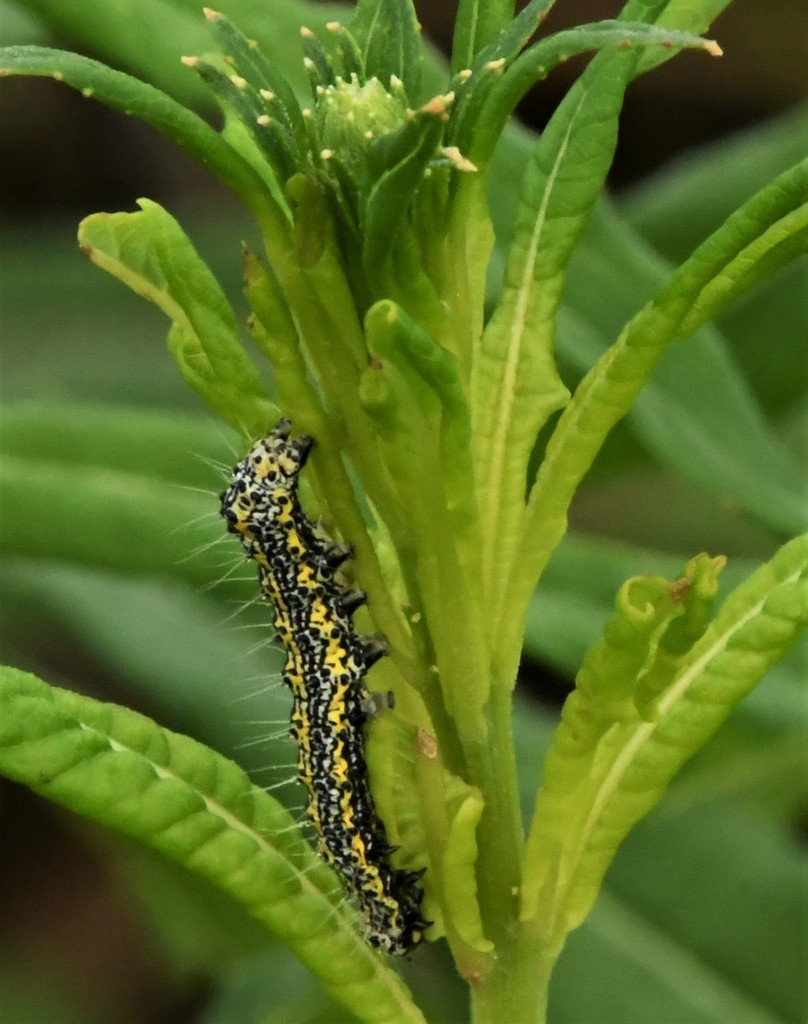 MacCulloch's Forester Moth from Val-d'Or, QC, Canada on June 20, 2021 ...