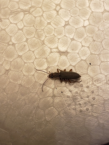Probosca comata · iNaturalist