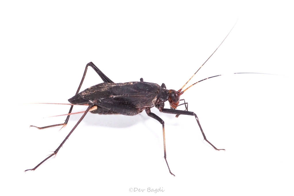 Meloimorpha from Raisen, IN-MP, IN on June 19, 2021 at 09:11 PM by Dev ...