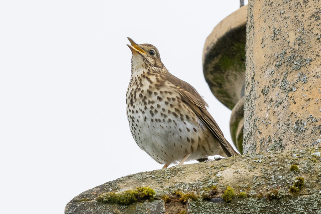 Song Thrush from Cambridge, UK on 19 June, 2021 at 11:13 AM by ...