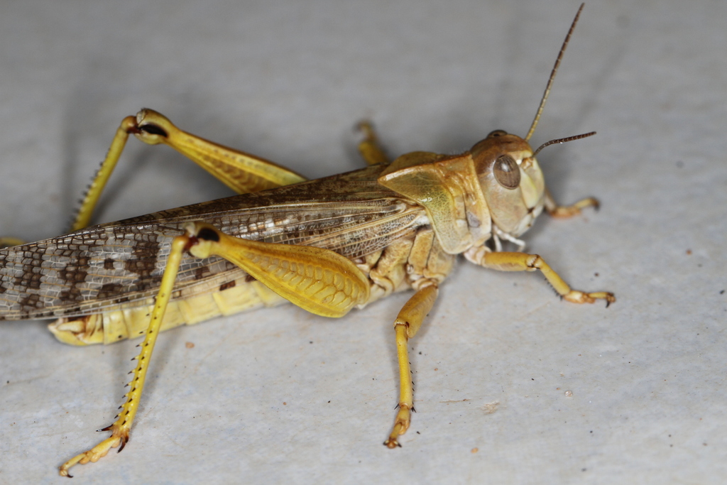 Brown Locust from Withuis, Karas Region, Namibia on March 06, 2021 at ...