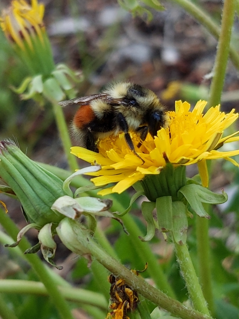 Colorado Black-notched Bumble Bee (Mount Rainier National Park ...