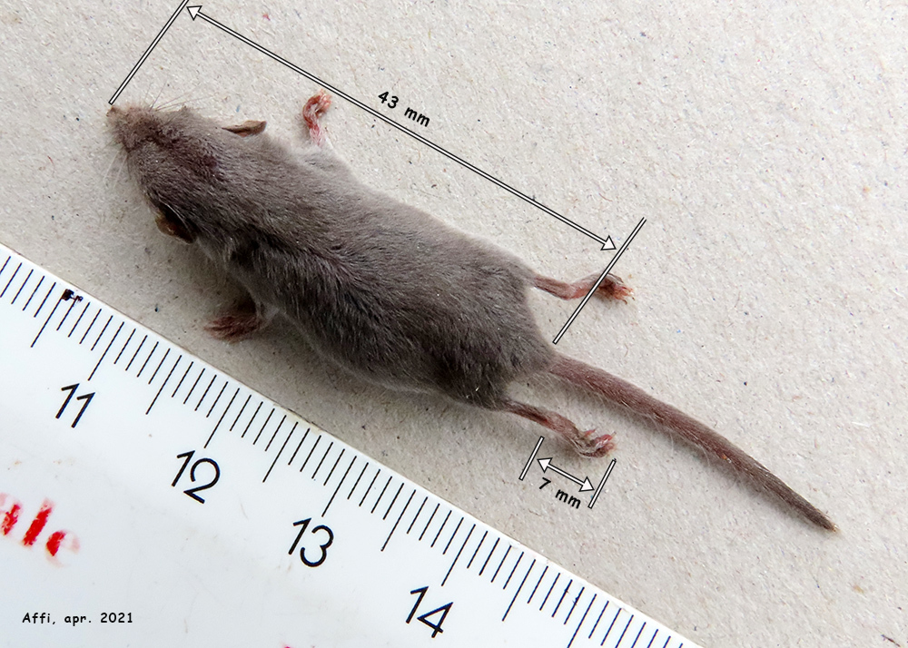 Suncus etruscus (Savi, 1822)