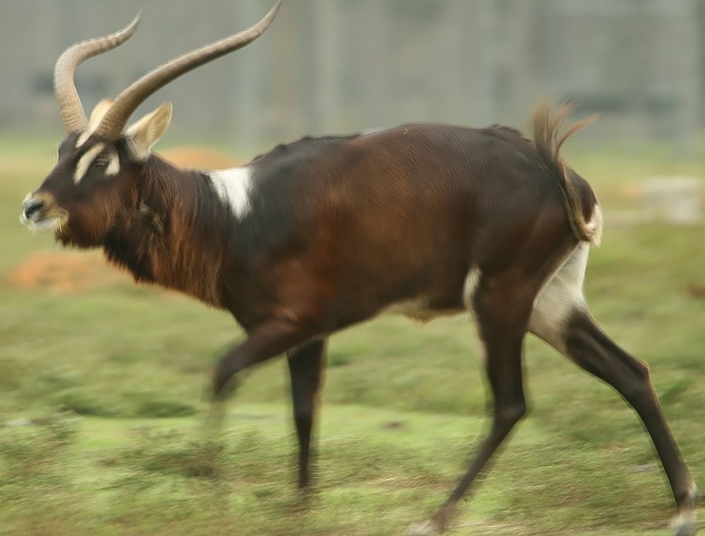 Nile Lechwe (Kobus megaceros) - Know Your Mammals