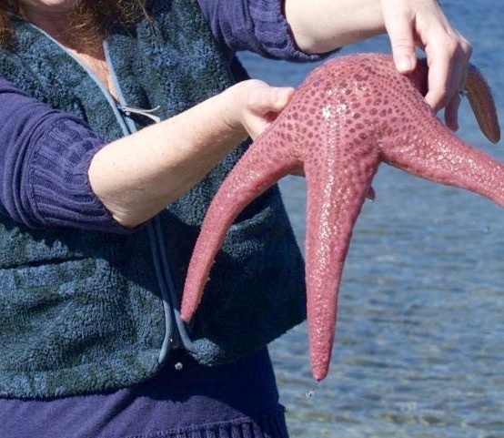 Giant Pink Sea Star from Eastsound, wa on April 1, 2013 by Sarka ...