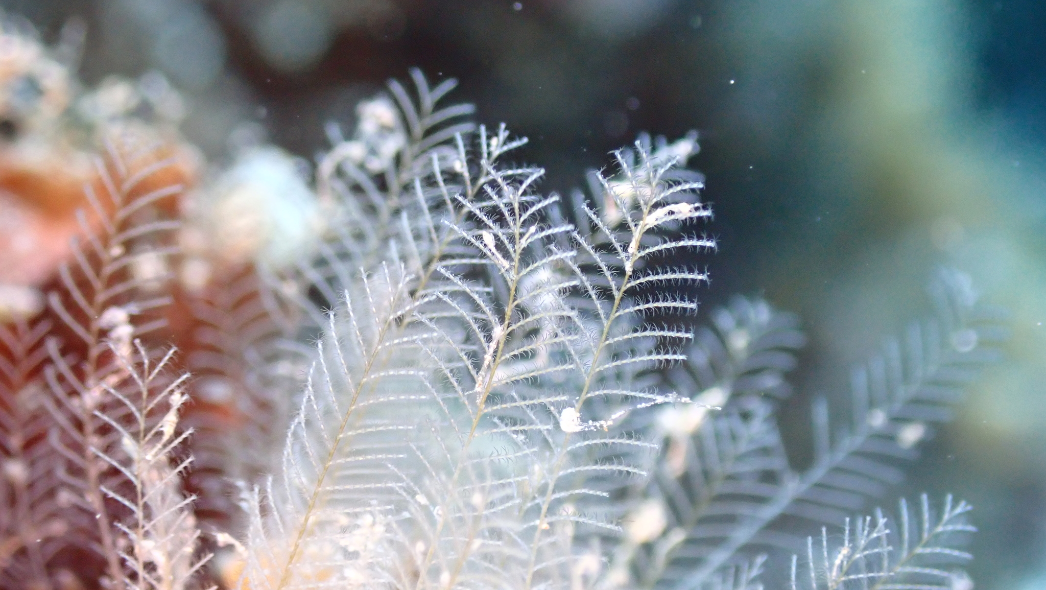 Aglaophenia pluma (Linnaeus, 1758)