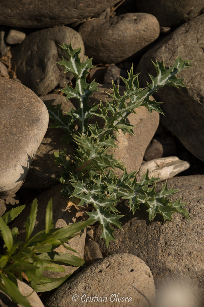 Mexican Poppy in February 2018 by Cristian Olvera · iNaturalist