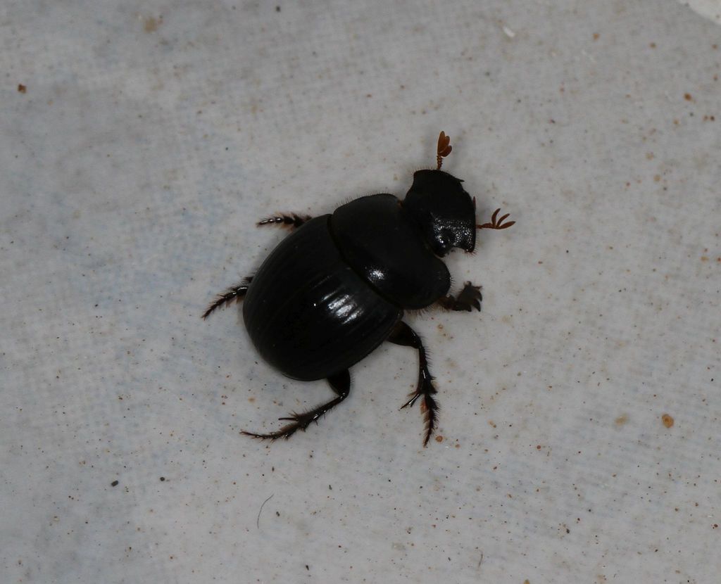 Metacatharsius marani from Withuis, Karas Region, Namibia on March 6, 2021 at 09:31 PM by Alex ...