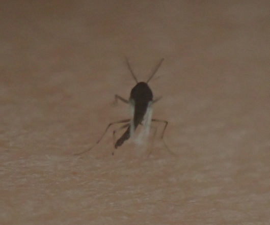 Non-biting Midges from Destin, FL 32541, USA on June 20, 2021 at 12:04 ...