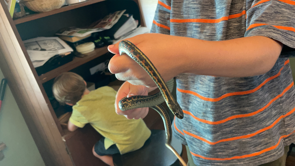 Garter Snakes from Kansas City on June 20, 2021 at 11:45 AM by eeudaly ...
