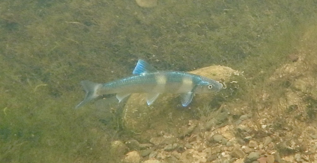 Spotfin Chub in June 2021 by fishecke · iNaturalist