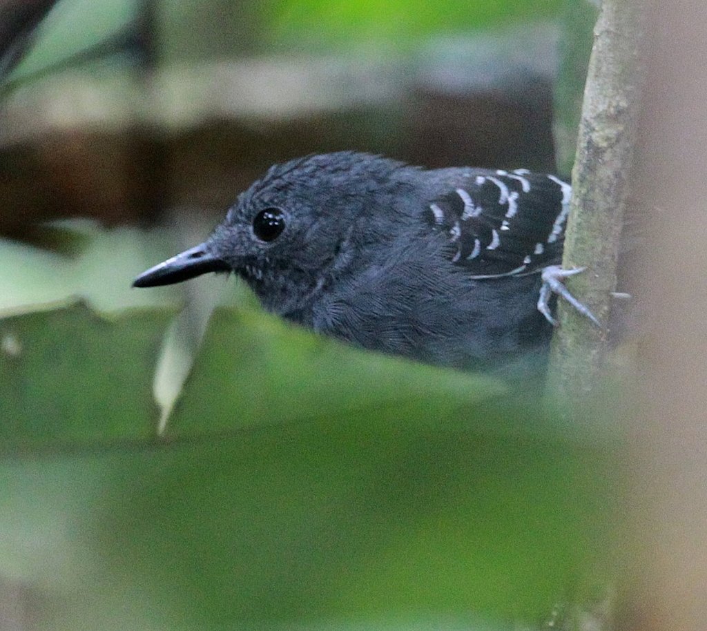 Scale-backed Antbirds (Willisornis) - Avian Discovery