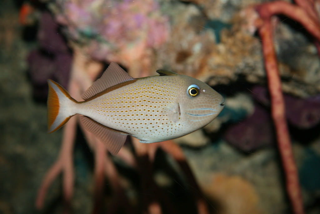 Sargassum Triggerfish (Saltwater Fish of Louisiana) · iNaturalist