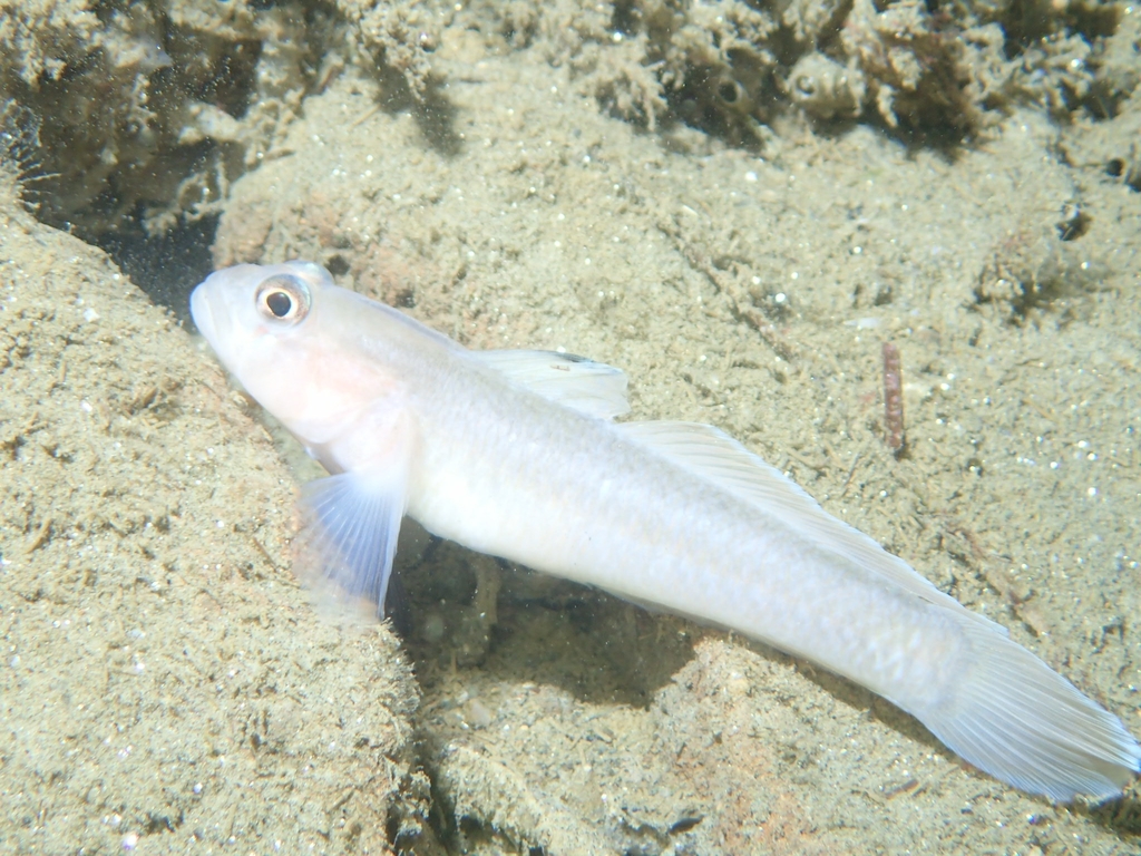 Blackeye goby (Nearshore Fish of Vashon-Maury Island) · iNaturalist