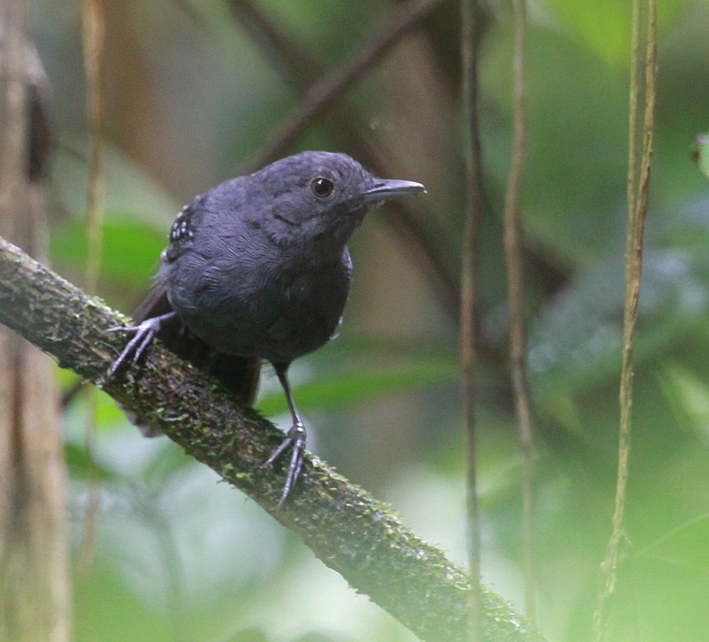 Spot-winged Antbird (The Birds of the Yasuni) · iNaturalist