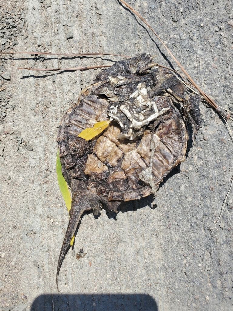 Common Snapping Turtle from Keller, TX 76244, USA on June 20, 2021 at ...