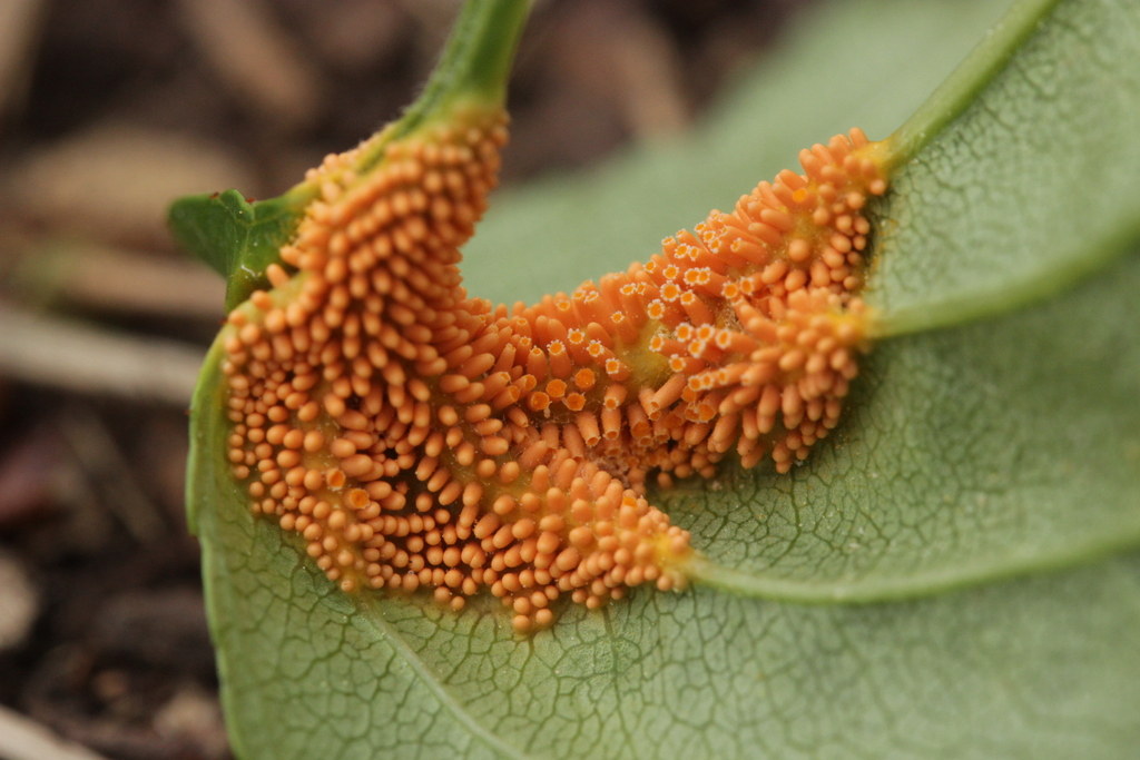 Crown Rust (Fungi of the St. Olaf Natural Lands) · iNaturalist